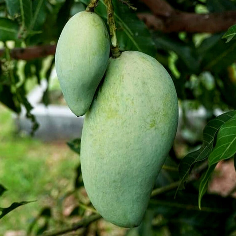 chaunsa mango online shopping tazafresh online shop