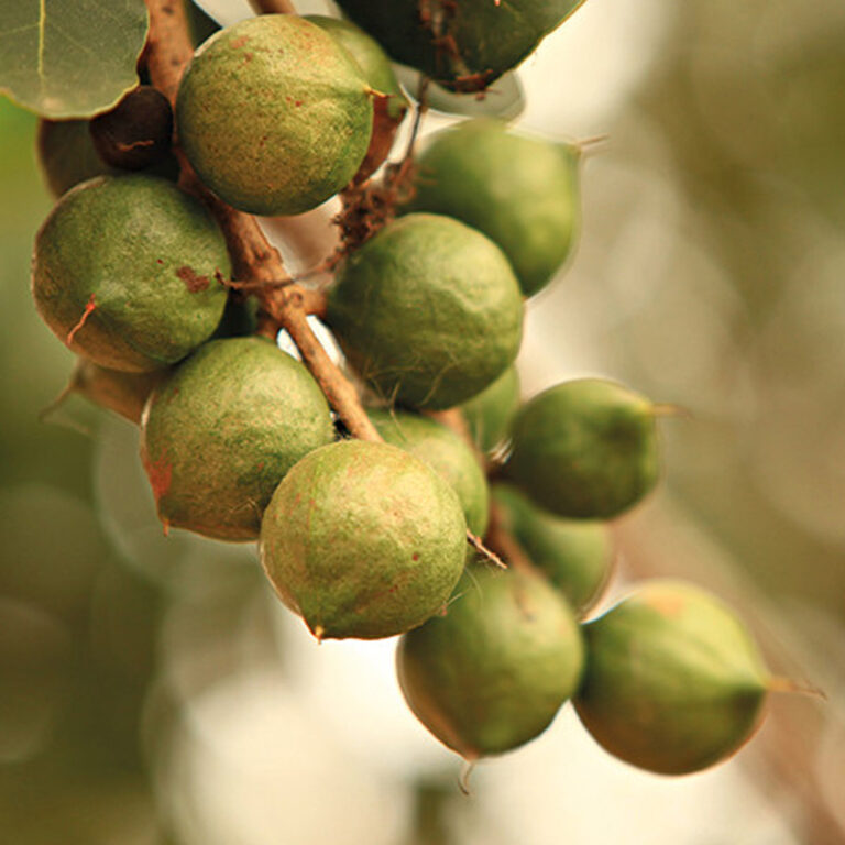 Macadamia Nuts with Shell - taza fresh - online shop