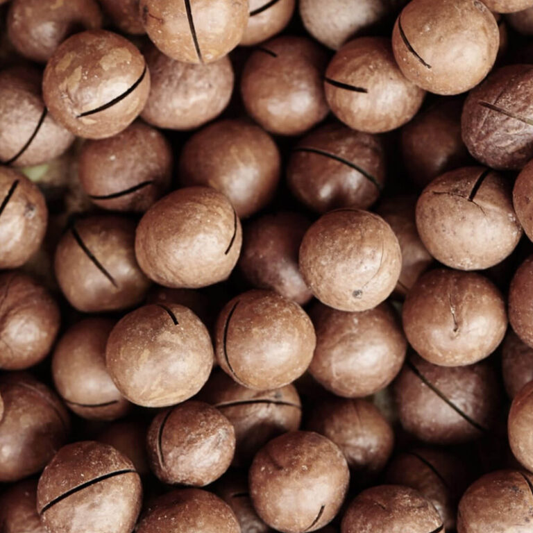 Macadamia Nuts with Shell - taza fresh - online shop